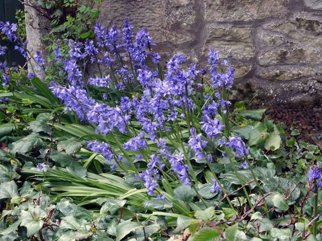 10 places to spot bluebells in and around Berkshire - Happy Family Hub